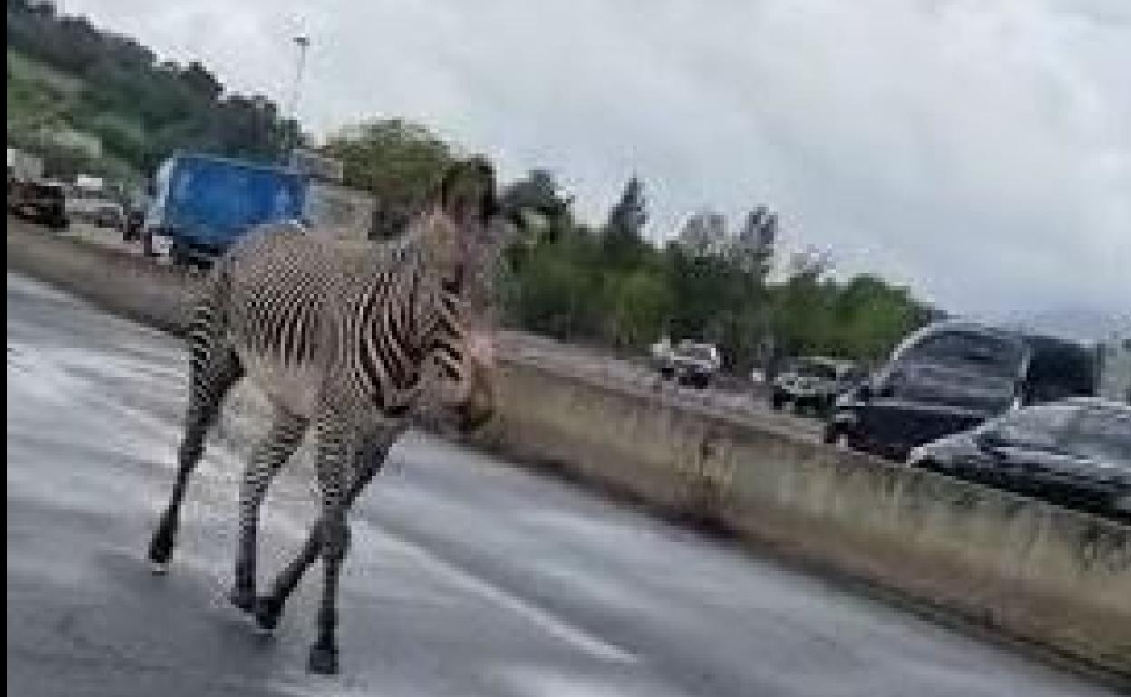 ¿Qué hace una cebra en el peaje de Biriatou? | El Diario Vasco